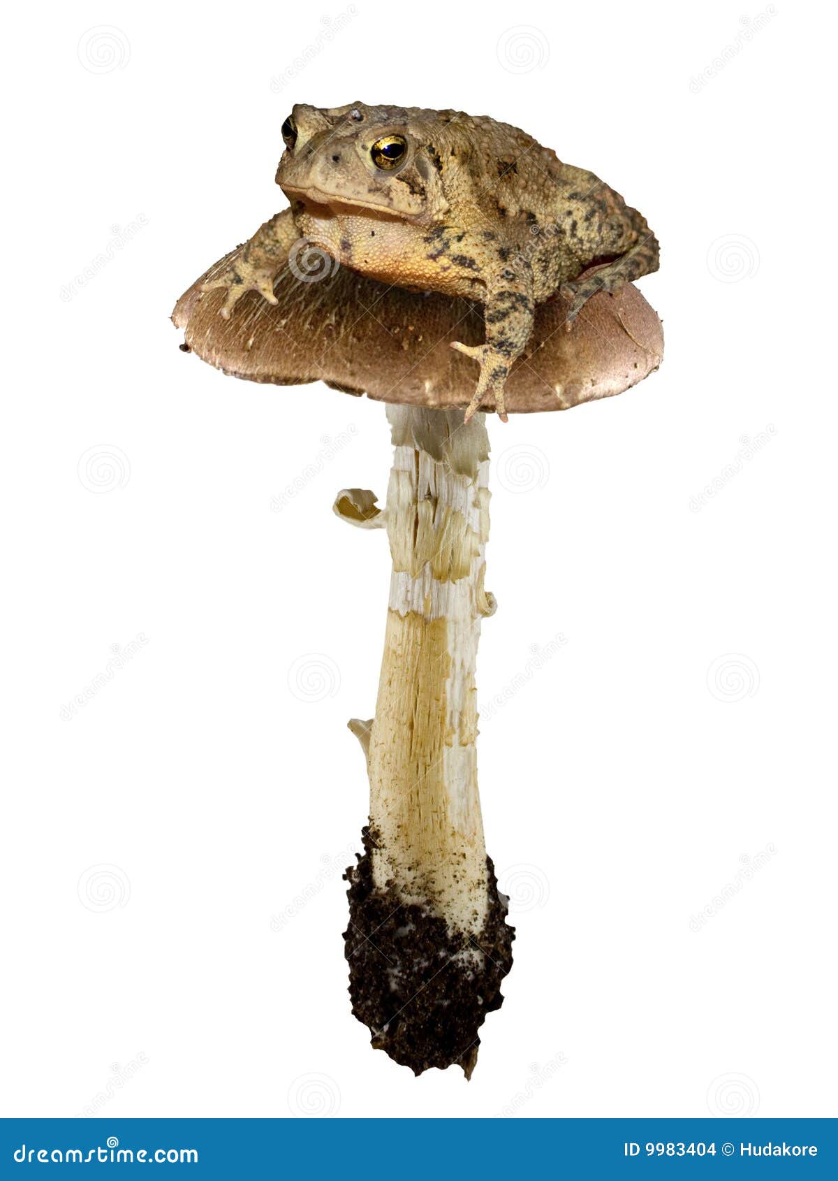 Toad on a toadstool stock photo. Image of poisonous, fungi - 9983404