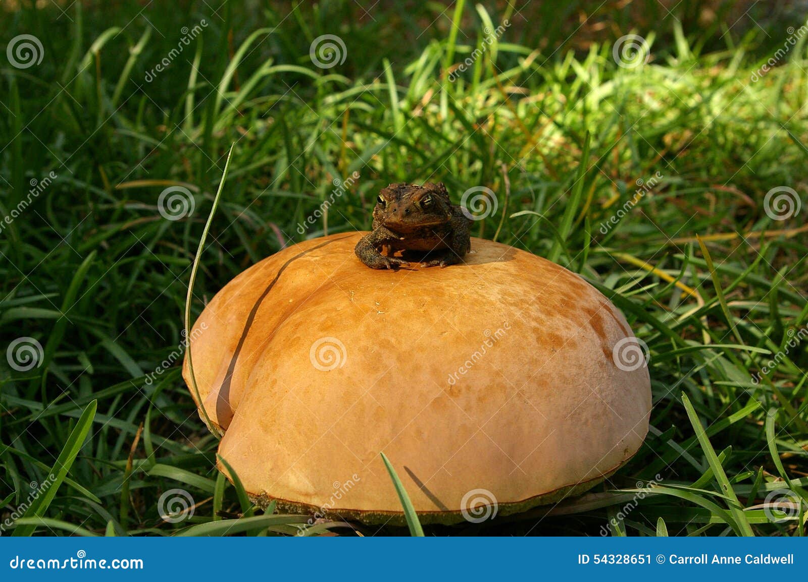 Toad on toadstool stock image. Image of closeup, brown - 54328651