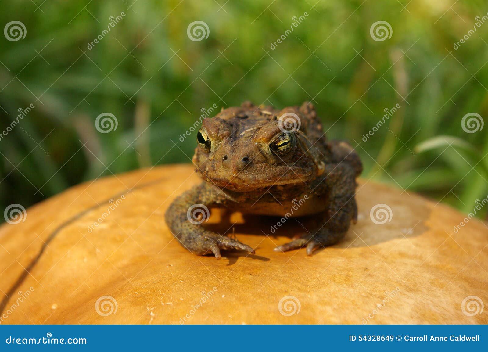 Toad on toadstool closeup stock image. Image of caught - 54328649