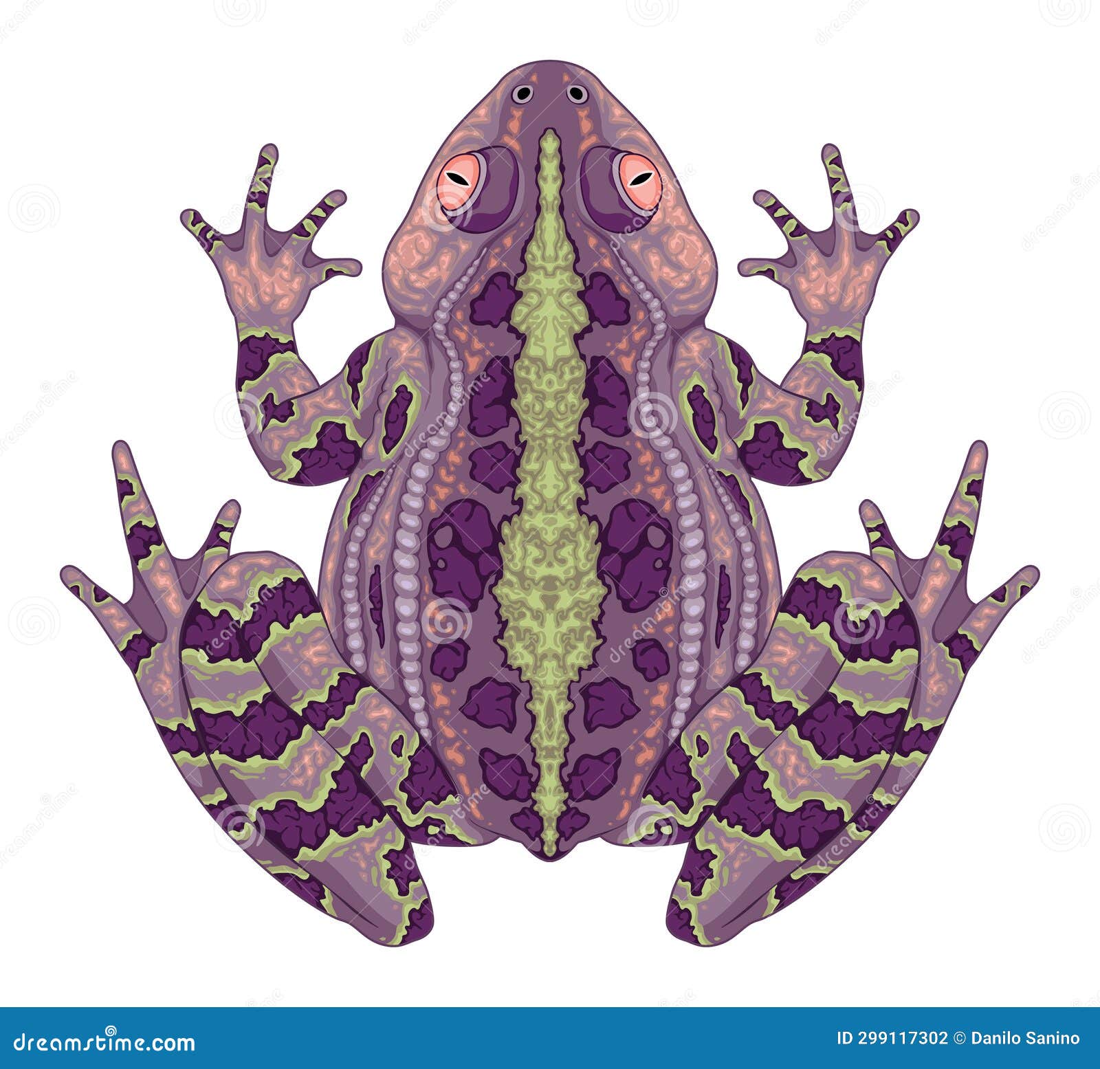 Toad Top View, Vector Isolated Animal Stock Illustration - Illustration ...