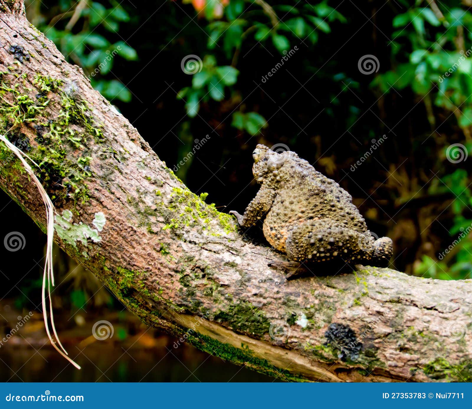 Toad on a tree stock image. Image of wildlife, closeup - 27353783