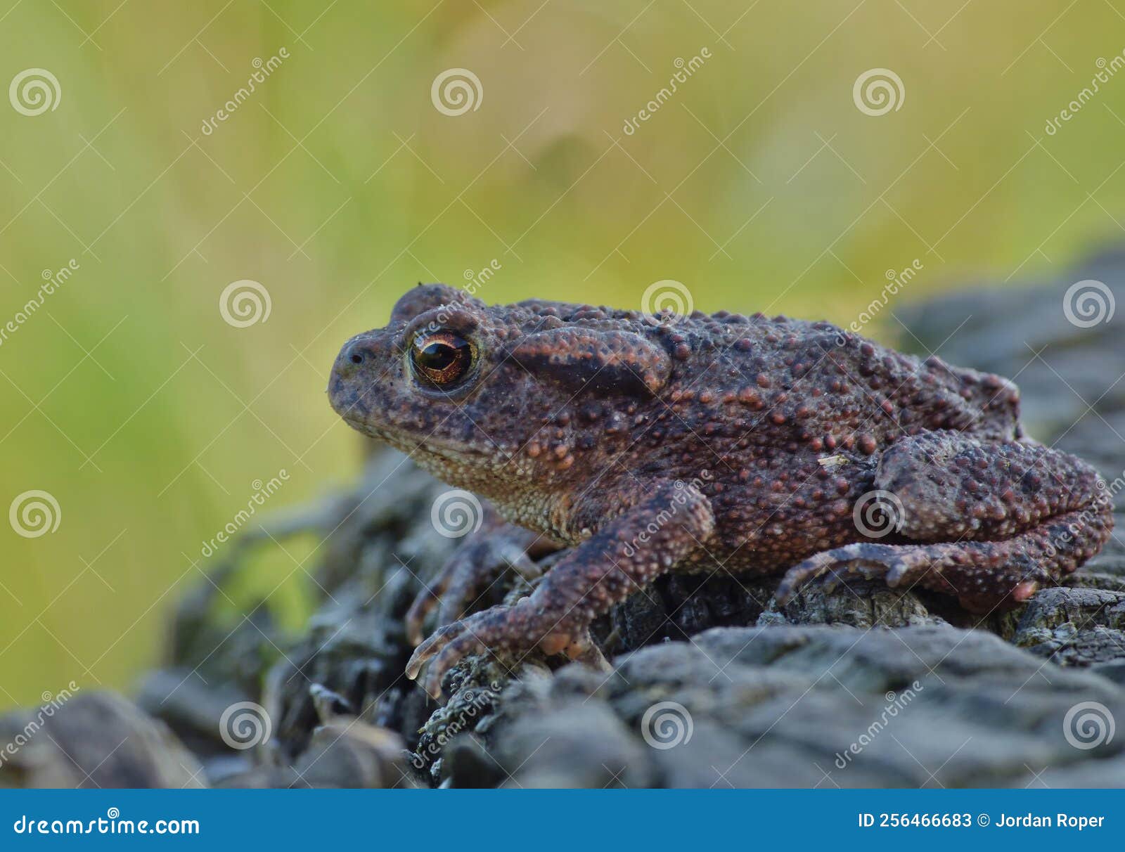 Toad on tree stump stock image. Image of nature, life - 256466683