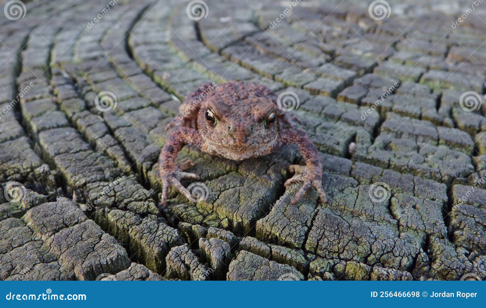 Toad on tree stump stock photo. Image of common, natural - 256466698