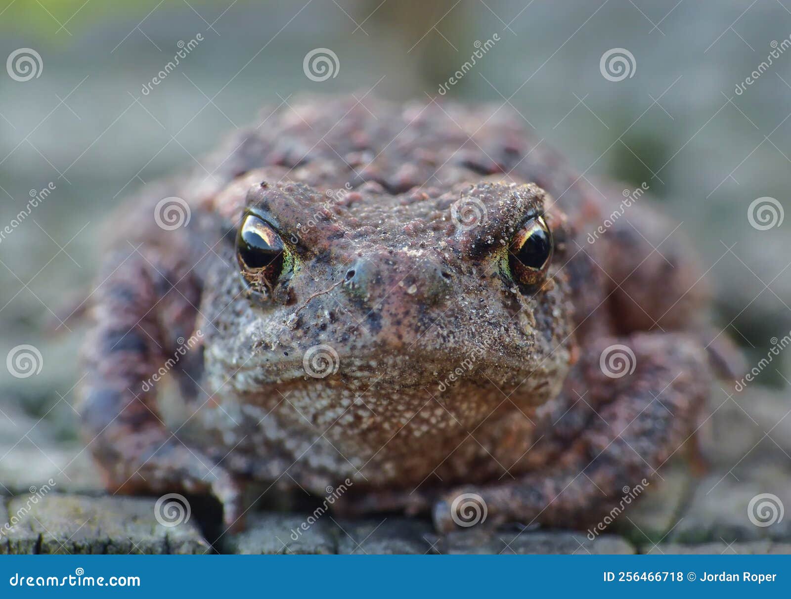 Toad on tree stump stock photo. Image of detailed, landscape - 256466718