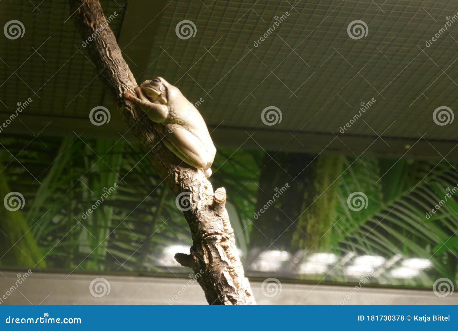 Toad on tree stock photo. Image of animal, toad, wildlife - 181730378