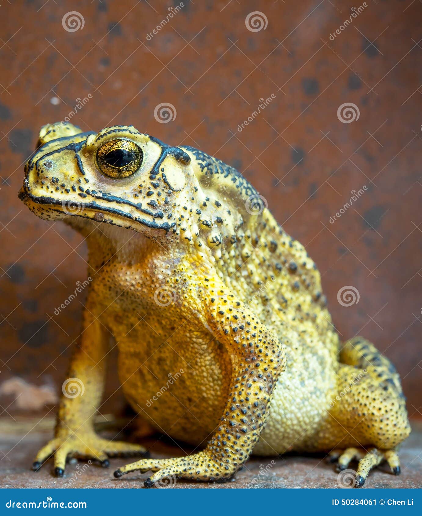 Toad stock image. Image of amphibious, mating, season - 50284061