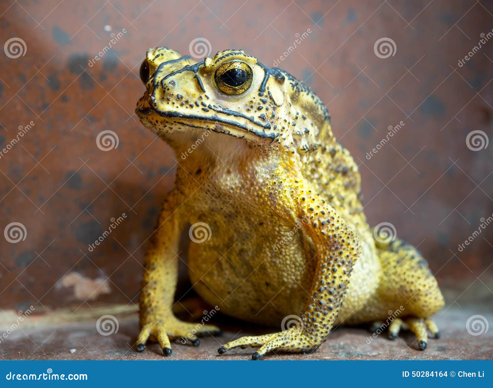 Toad stock photo. Image of crawling, life, rivers, skin - 50284164