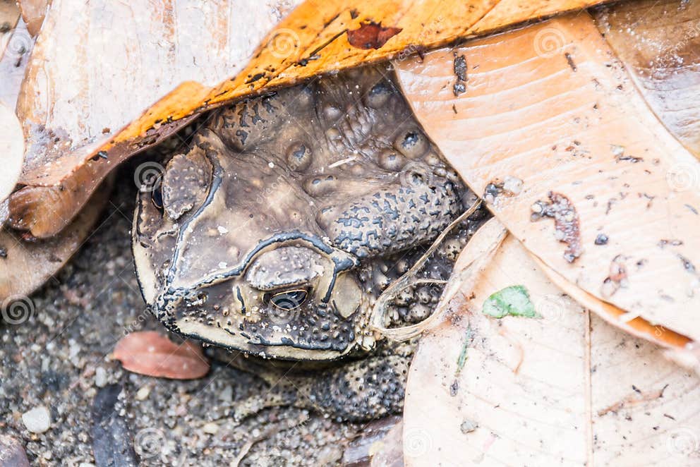 Toad under the leaves stock photo. Image of agalychnis - 58727162