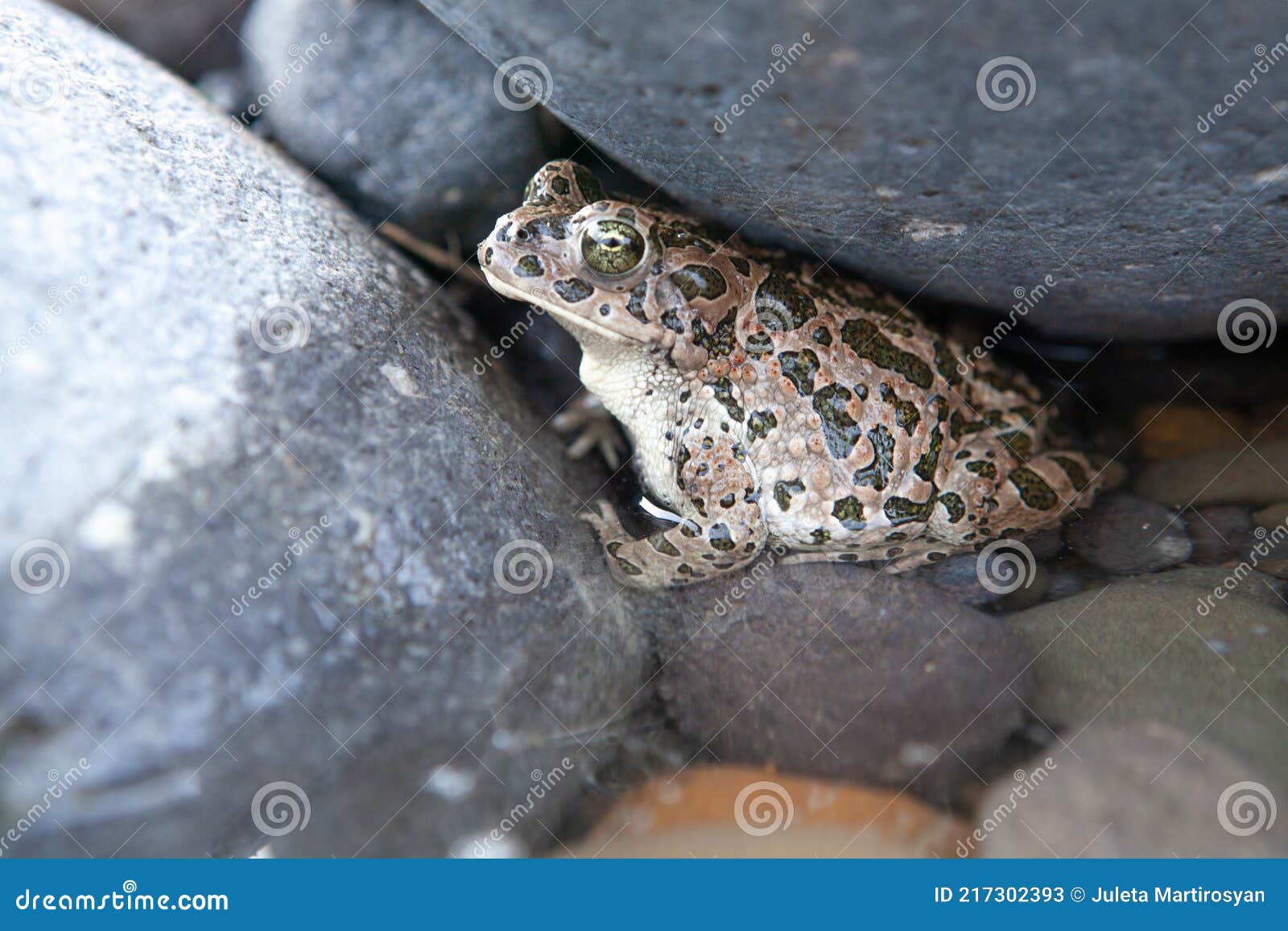 Toad under the stone stock image. Image of nature, close - 217302393