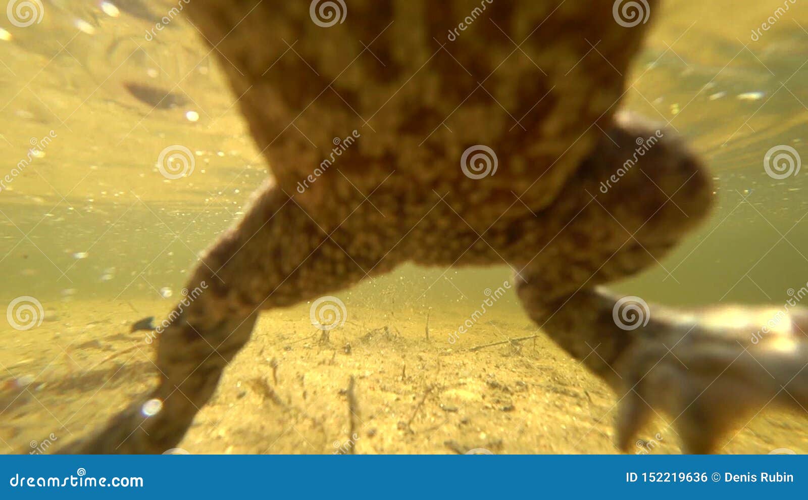 Toad Under Water Jumps on the Camera and Moves with it. Stock Footage ...