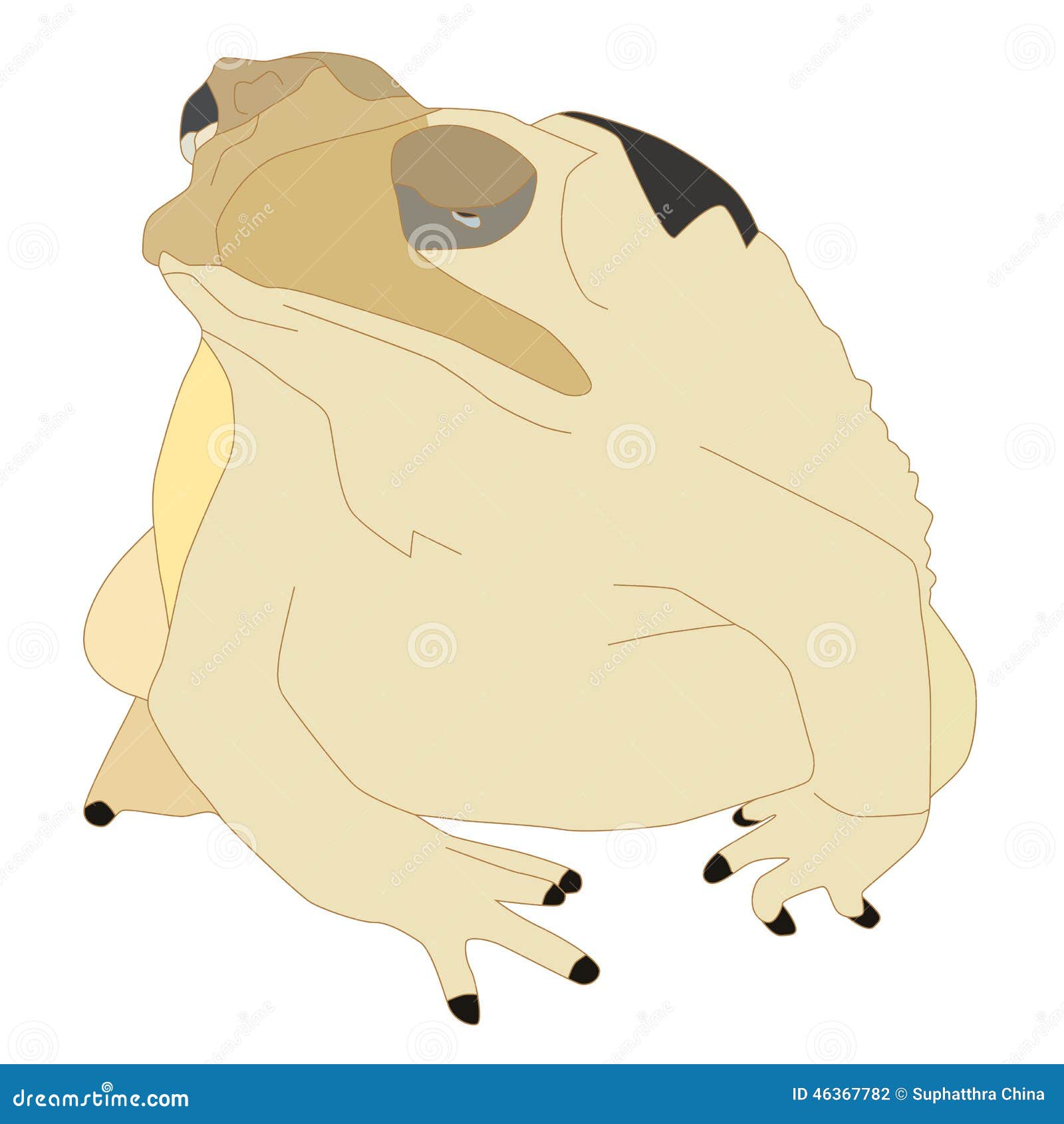 Toad 1 stock vector. Illustration of cute, isolated, amphibian - 46367782