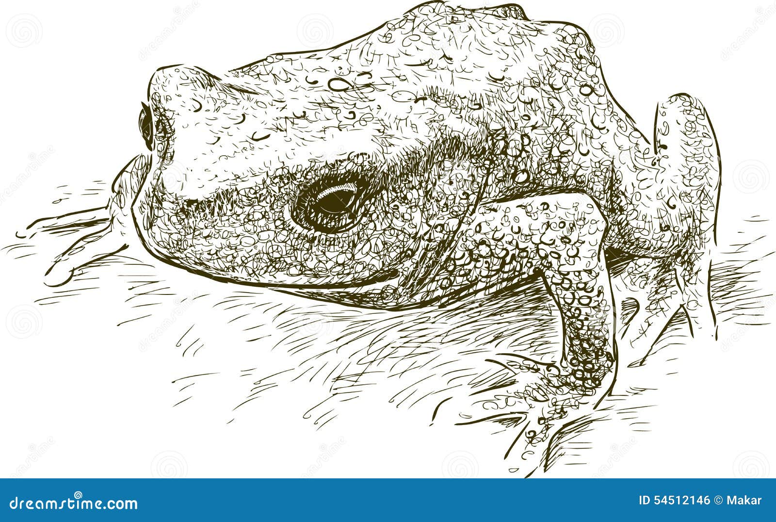 Toad stock vector. Illustration of warty, rectoris, animal - 54512146