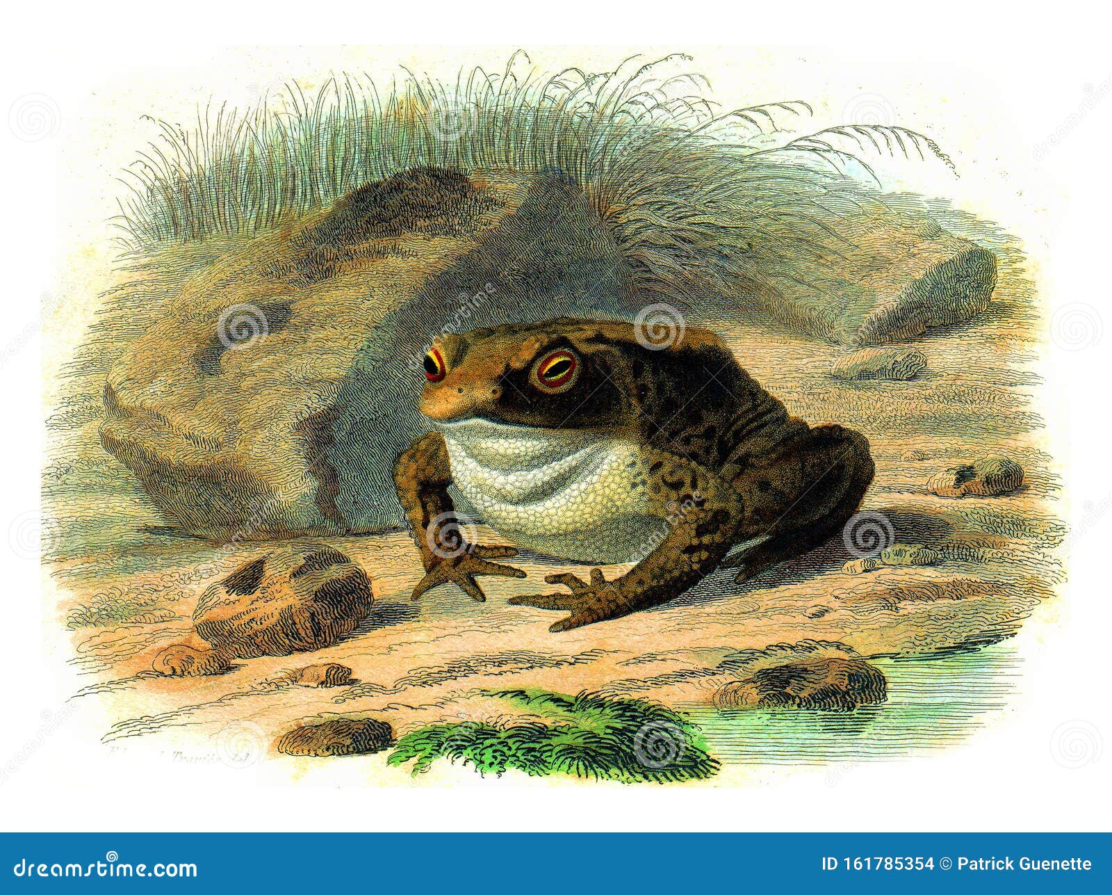 The Toad, Vintage Engraving Stock Illustration - Illustration of ...
