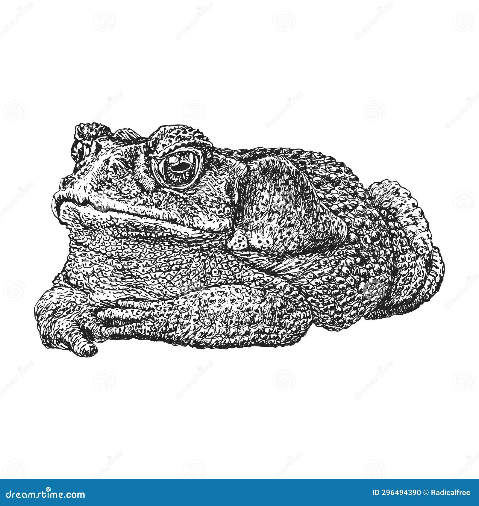 Toad, Vintage Hand Drawn Illustration in Vector Stock Illustration ...