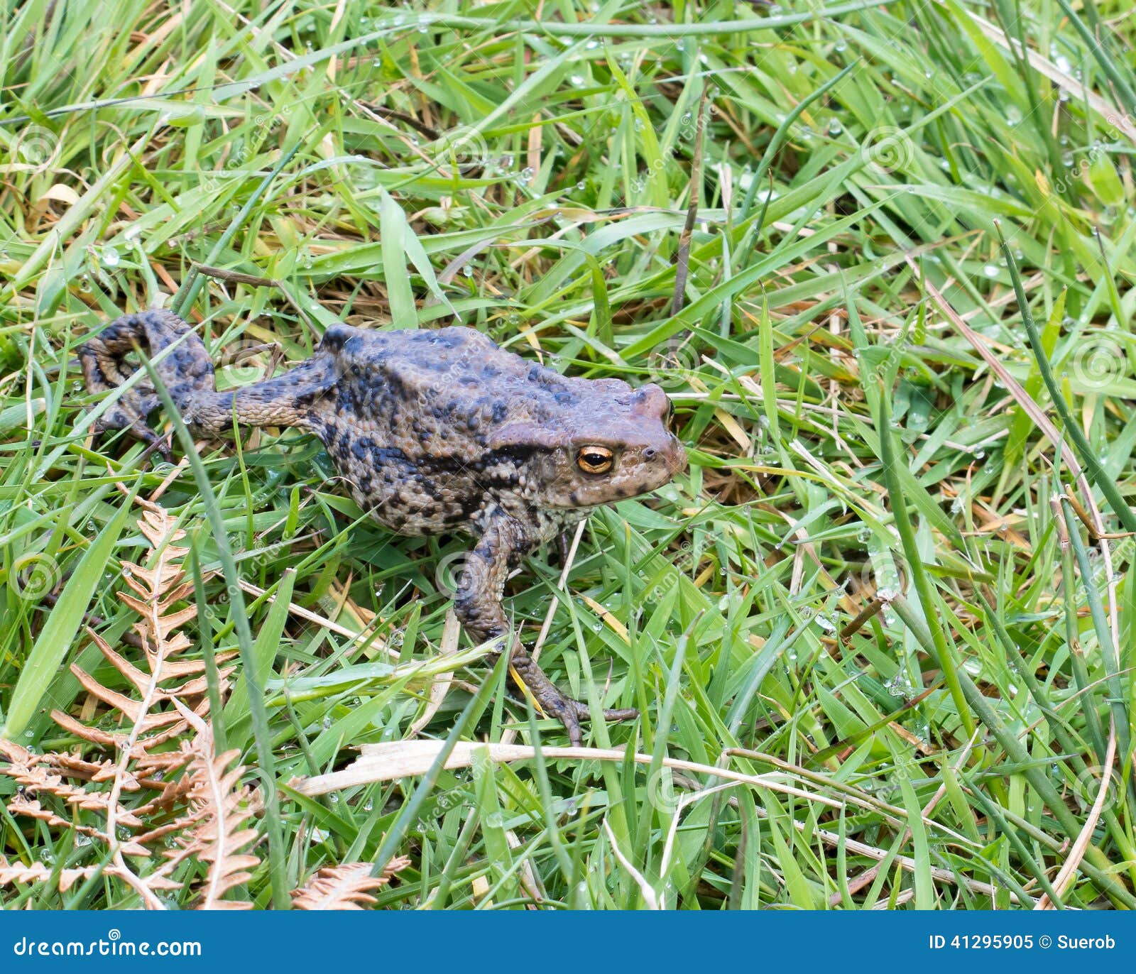Toad walking stock image. Image of walking, skye, amphibian - 41295905