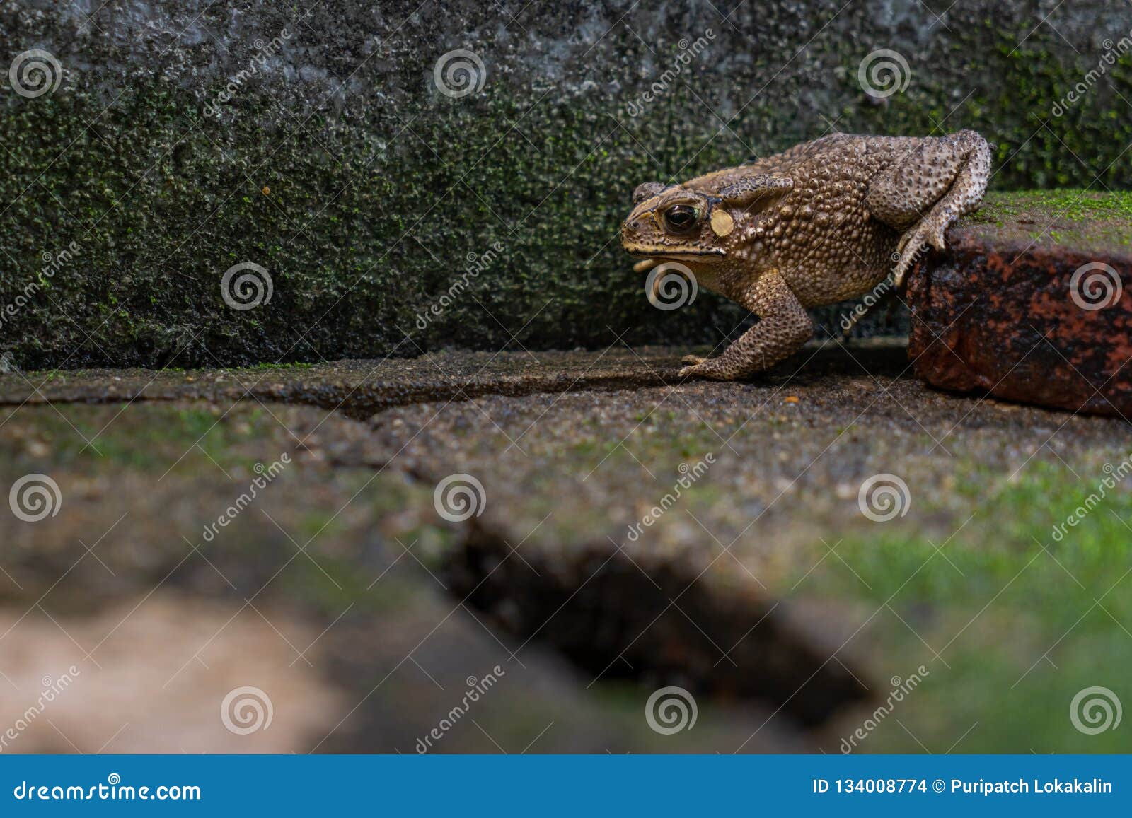 The toad stock photo. Image of toad, fence, ground, close - 134008774