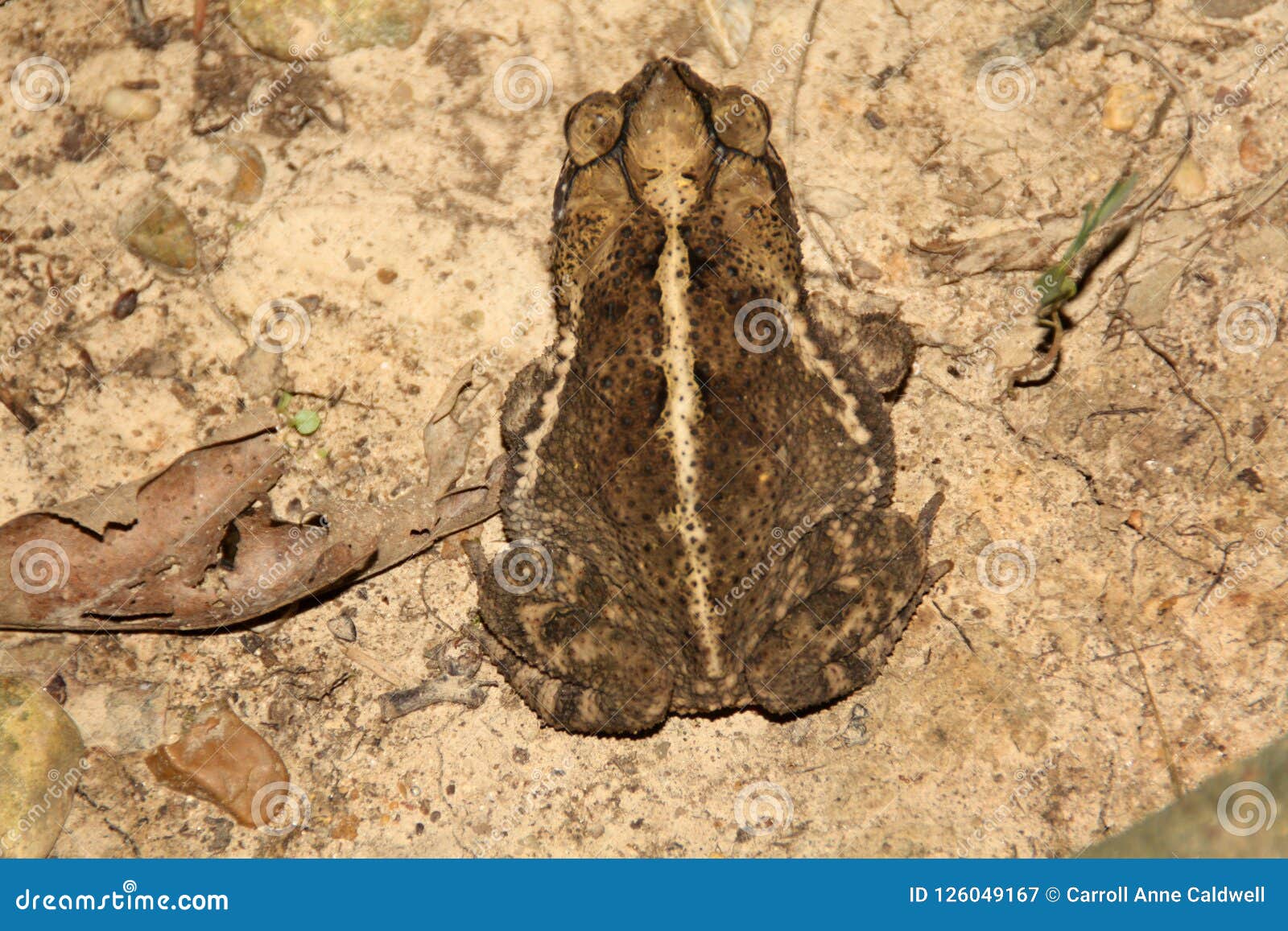 Top View of a Little Brown Toad Sitting in the Dirt Stock Image - Image ...
