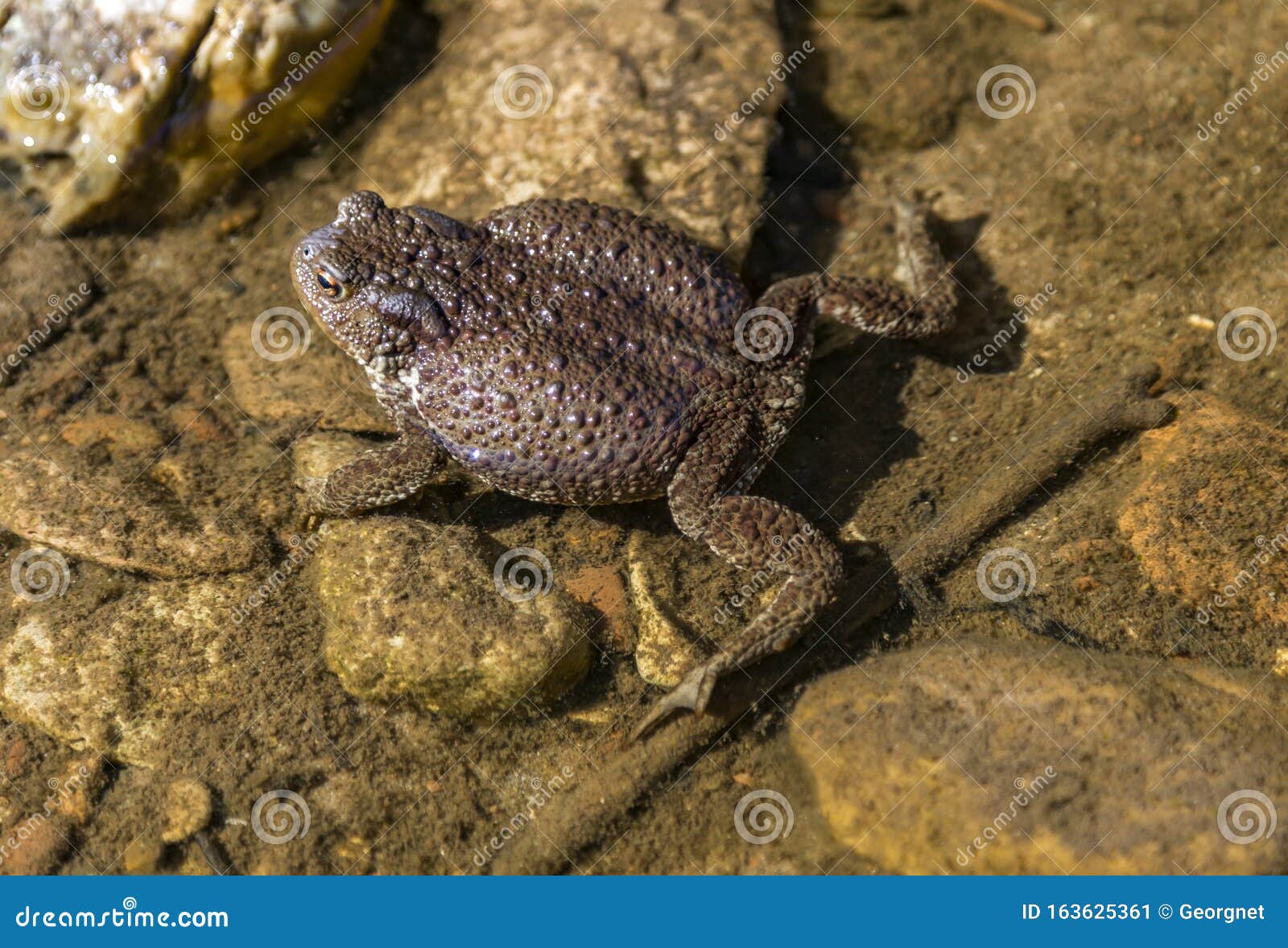 Toad in the water. stock image. Image of helps, protect - 163625361