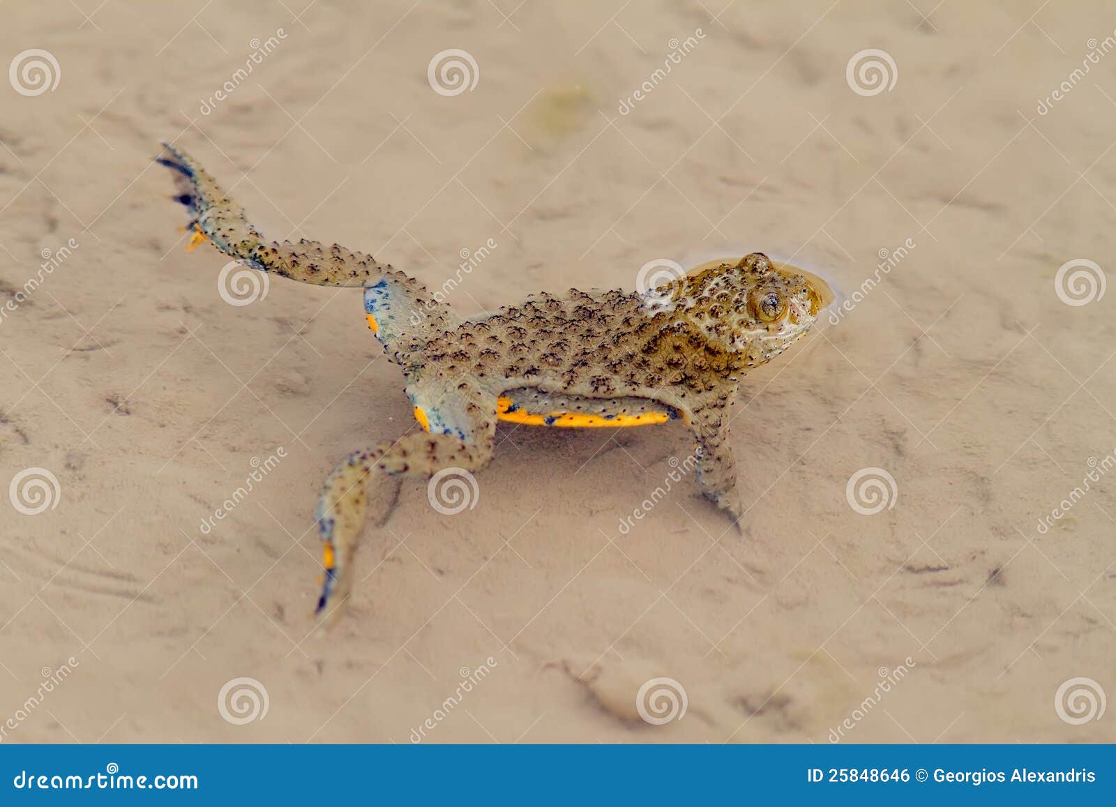 Toad in the Water stock photo. Image of frogs, animal - 25848646