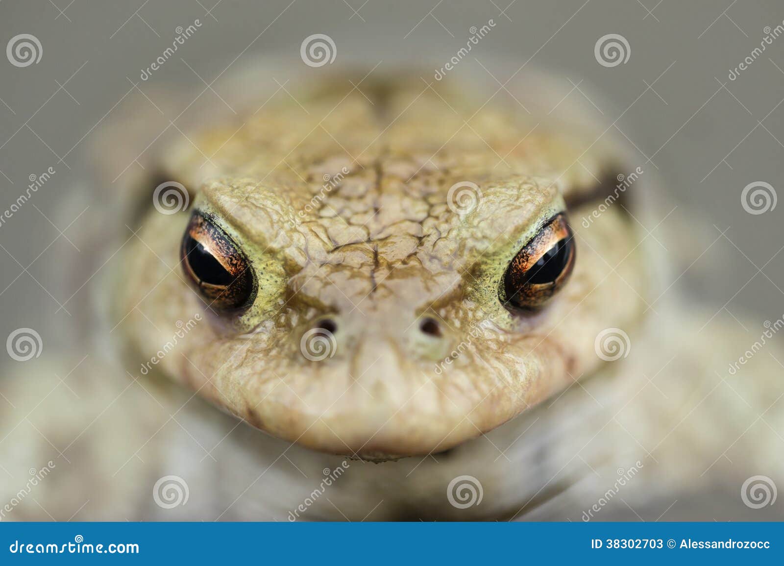 Toad in water stock image. Image of toad, swim, float - 38302703