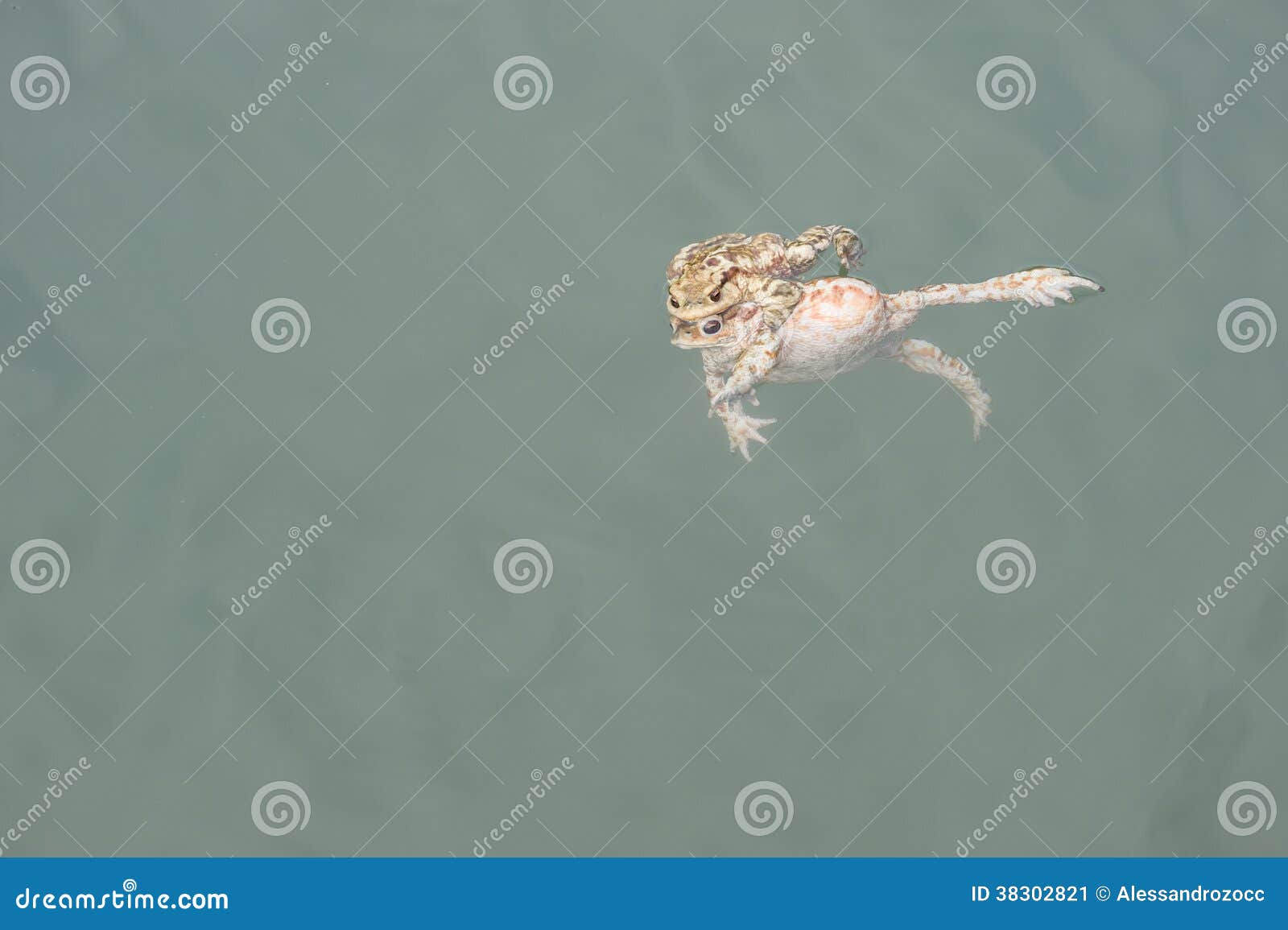 Toad in water stock image. Image of nature, mate, bufo - 38302821