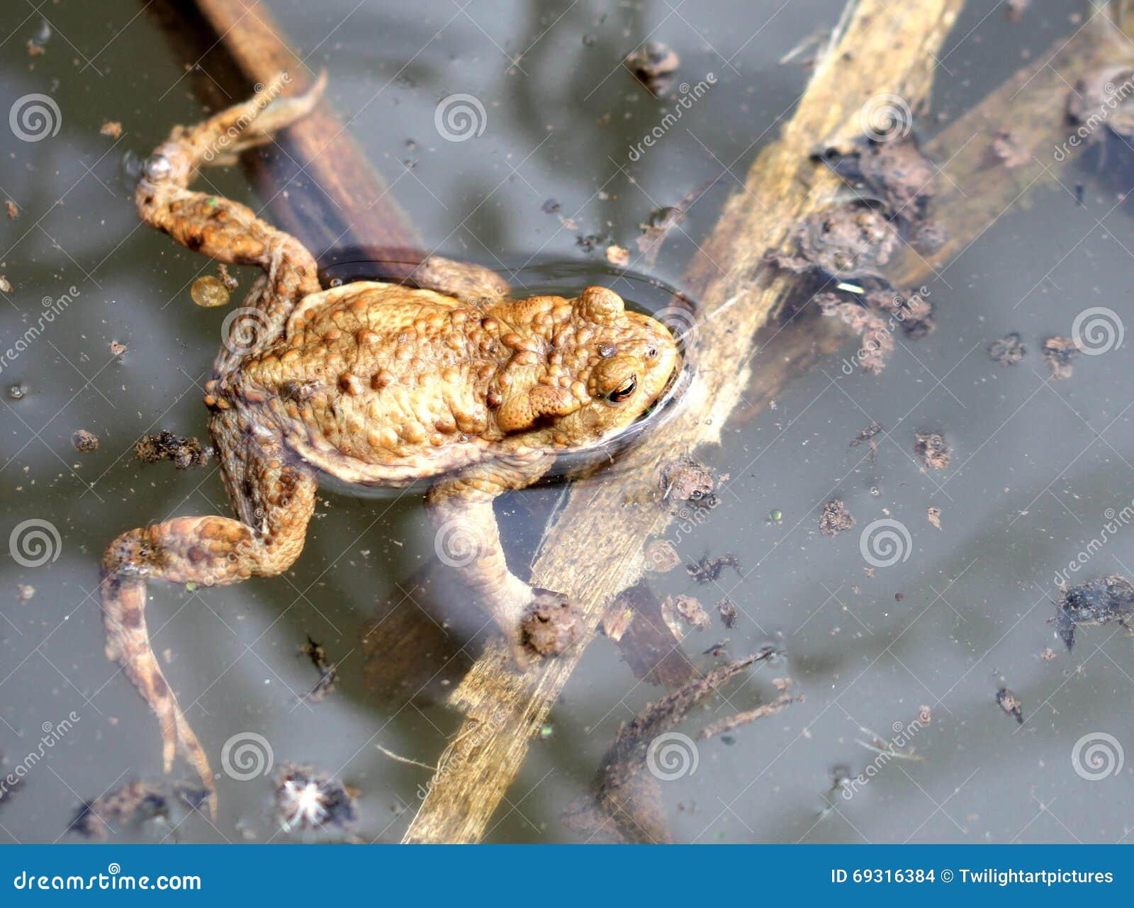 Toad in water stock photo. Image of animals, portrait - 69316384