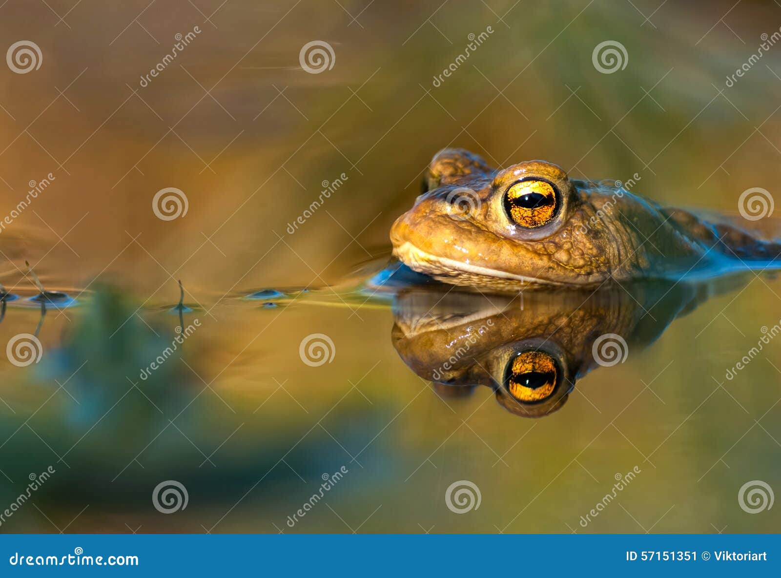 Toad in water stock image. Image of marine, vocal, wildlife - 57151351