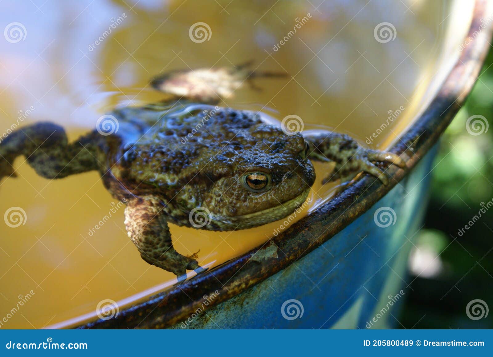 Toad in water stock image. Image of mate, floating, closeup - 205800489