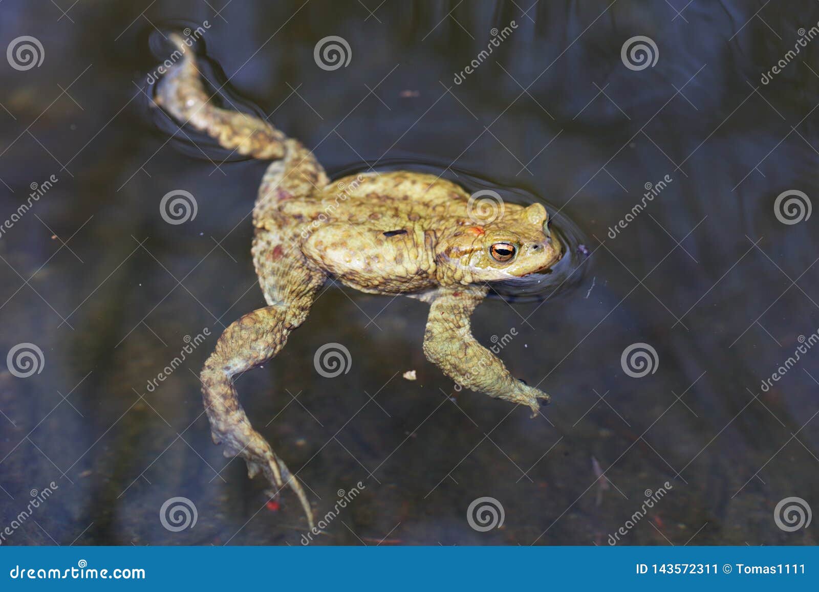 Water Frog In The Nature Reserve Haff Reimech In Luxembourg Royalty ...