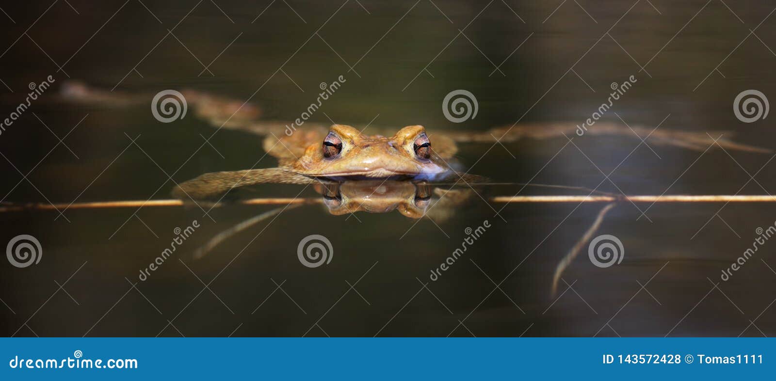 Toad in the water - frog stock photo. Image of common - 143572428