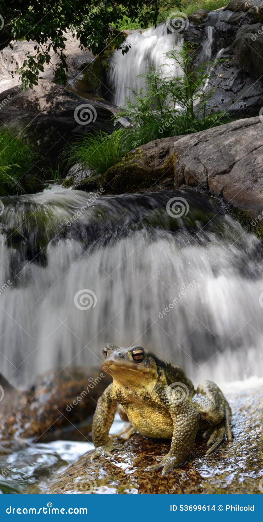 Toad and water stock photo. Image of angry, pounce, frog - 53699614