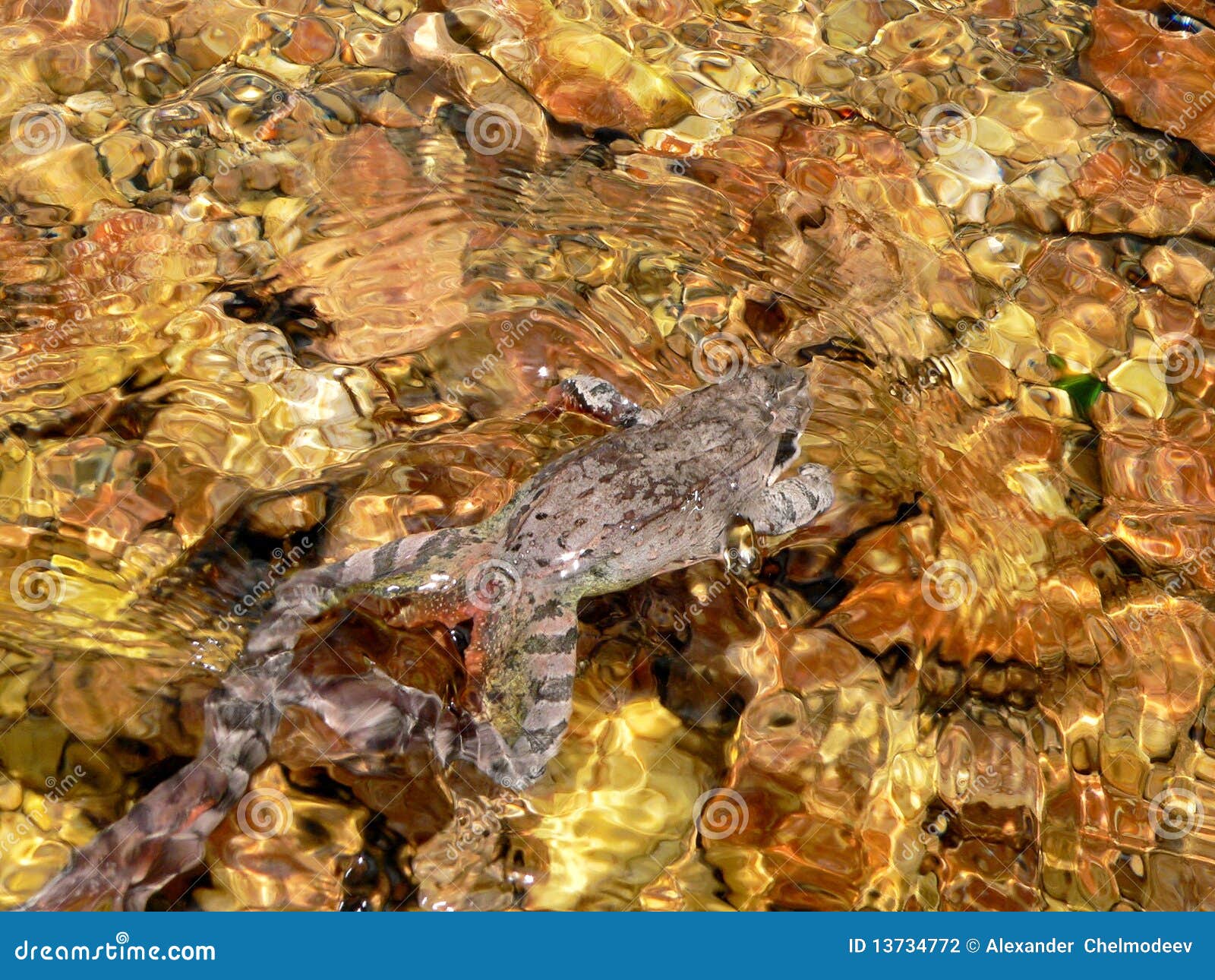 Toad in Water of a Mountain Stream Stock Photo - Image of mountain ...