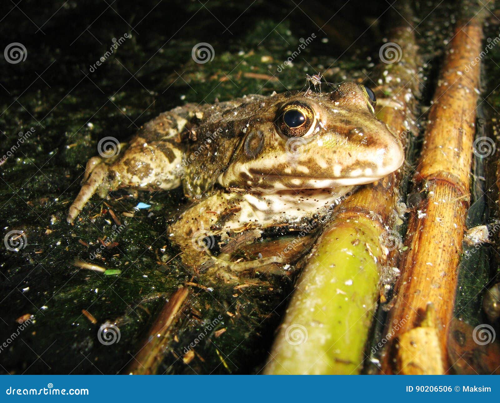 Toad in the water editorial photo. Image of toad, nature - 90206506