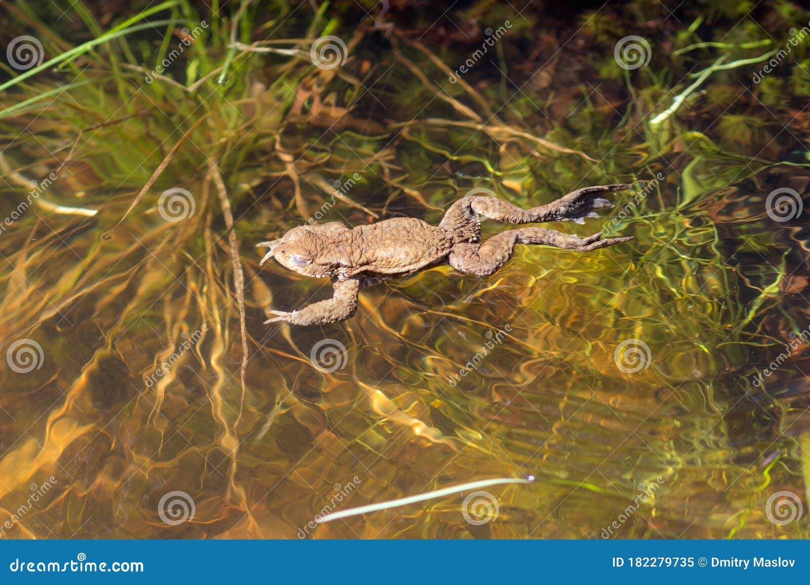 Toad in Water on a Sunny Day Stock Image - Image of amphibian, nature ...