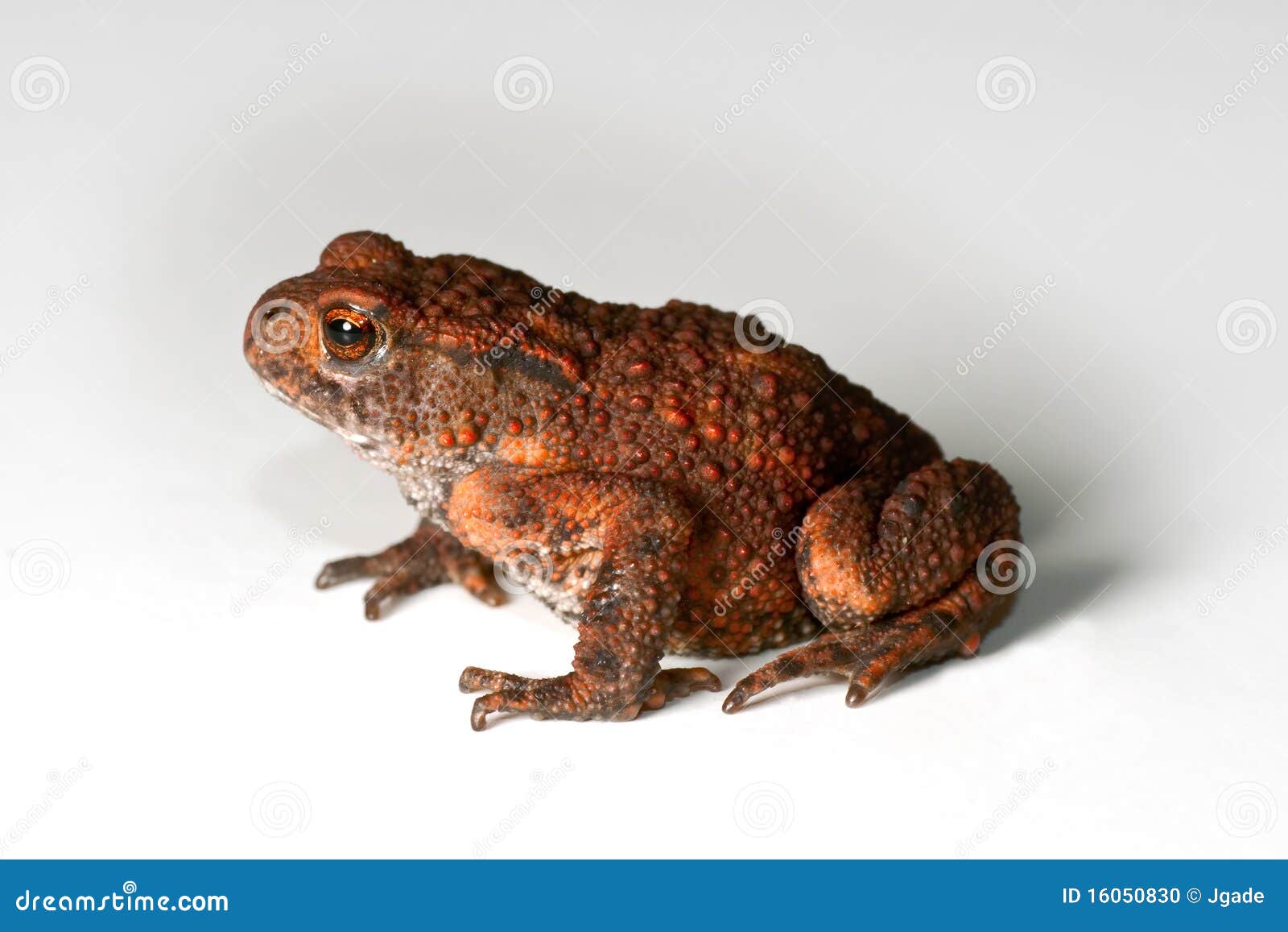 Toad on white background stock photo. Image of brown - 16050830