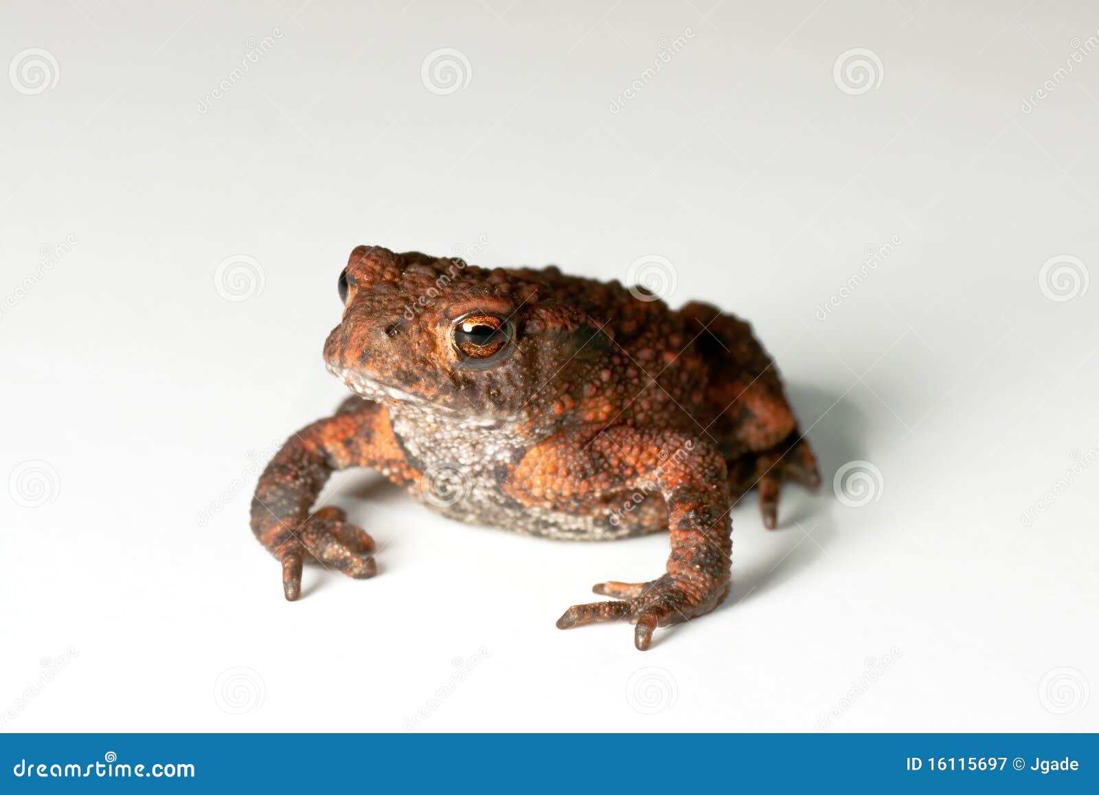 Toad on white background stock image. Image of warty - 16115697