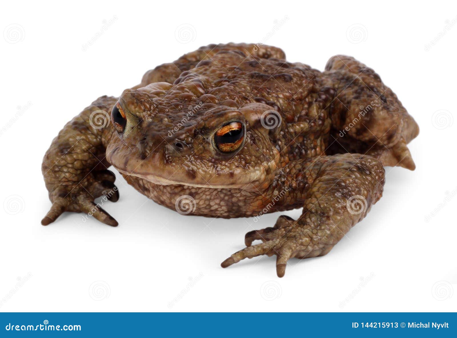 Toad on white background stock image. Image of biology - 144215913