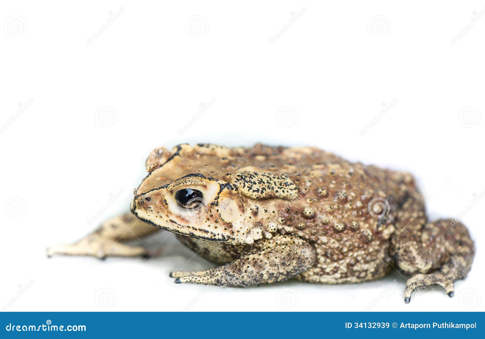 Toad on white background stock image. Image of brown - 34132939