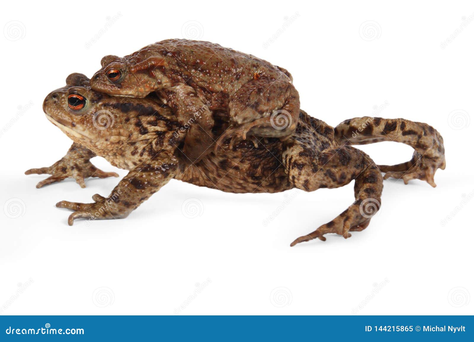 Toad on white background stock image. Image of bubonic - 144215865