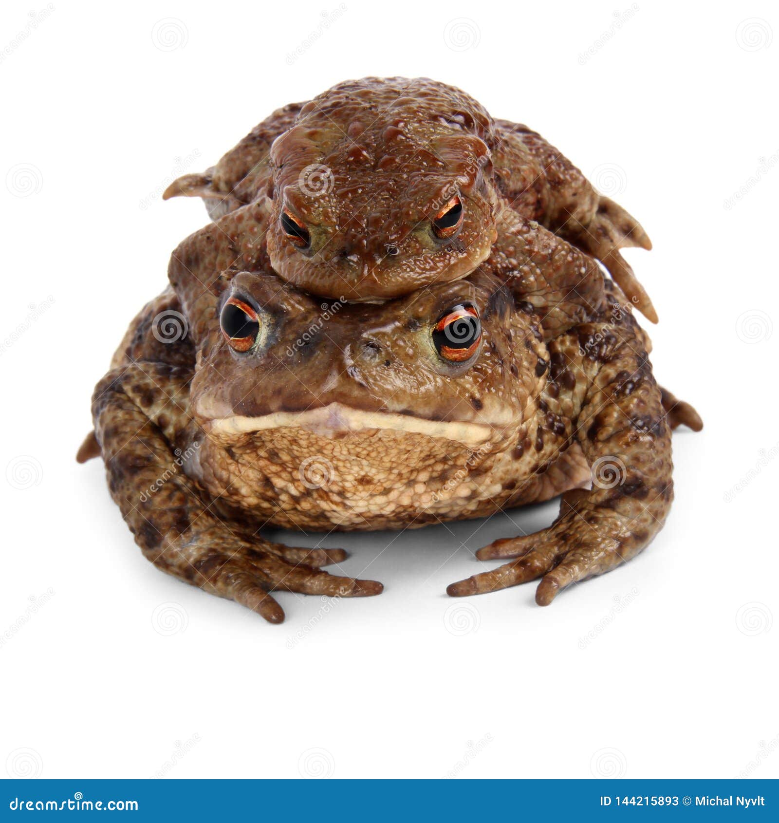 Toad on white background stock image. Image of body - 144215893