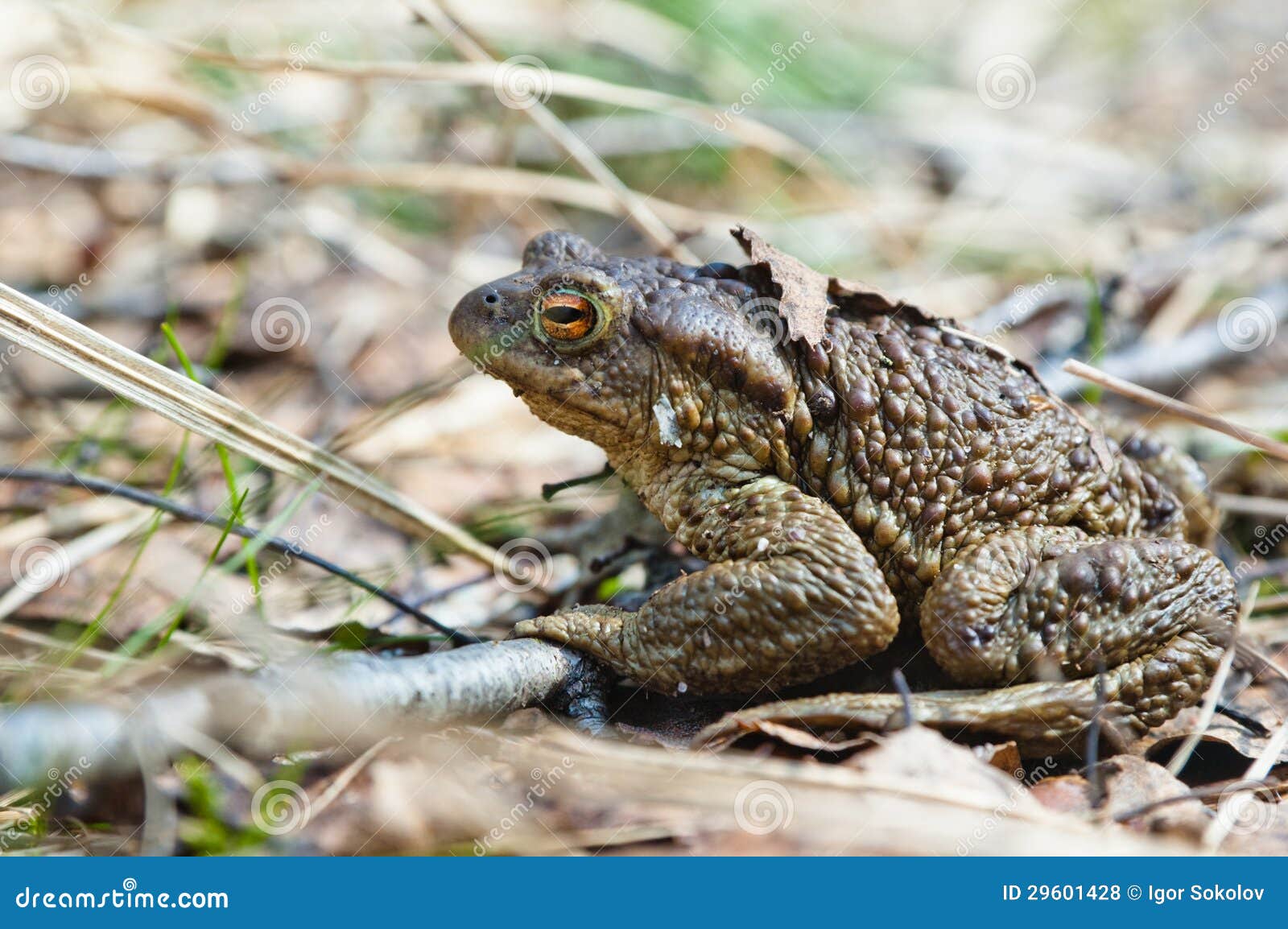 Toad Who Has Woken Up after Hibernation Stock Photo - Image of details ...
