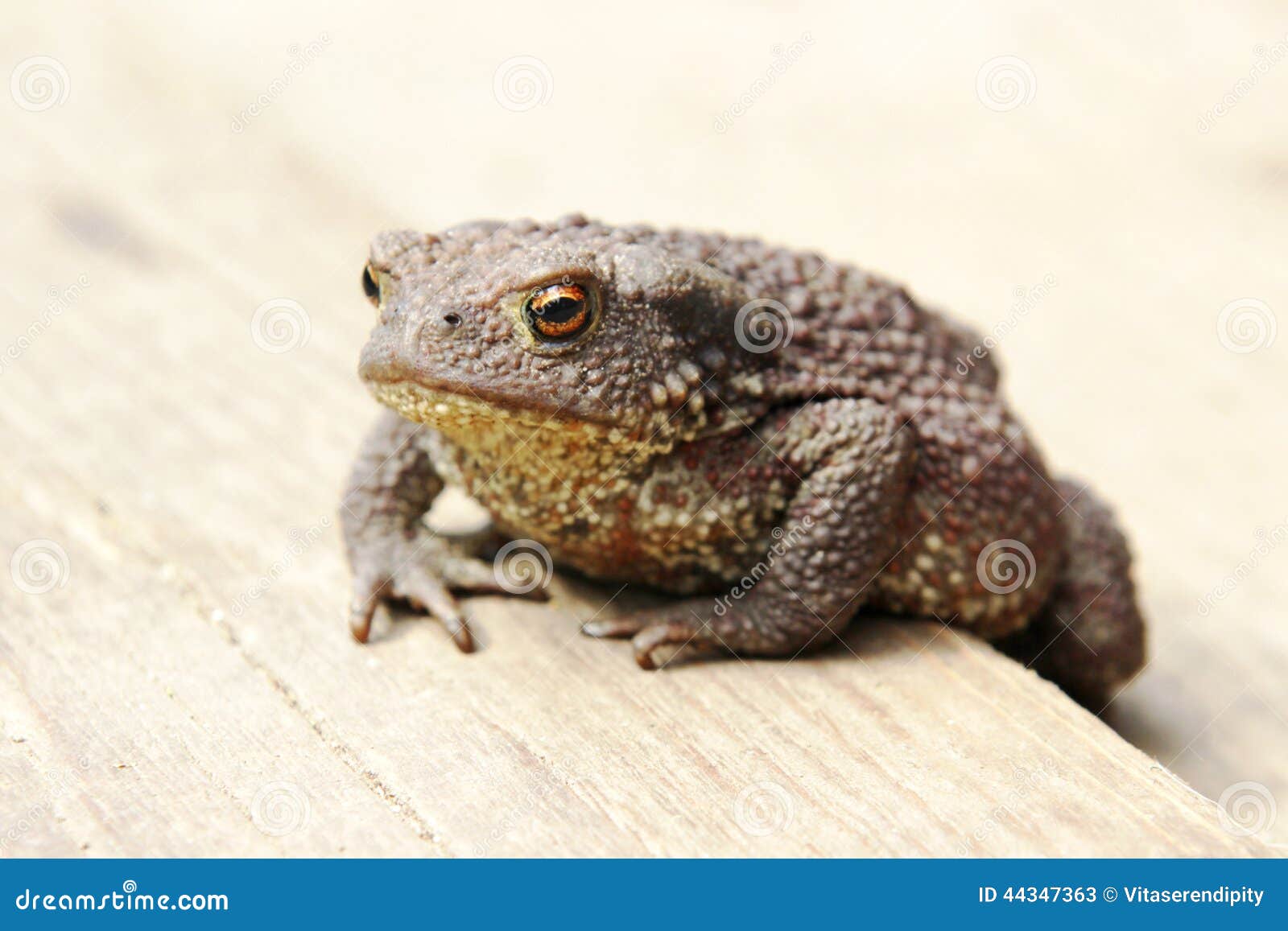 Toad stock image. Image of reptile, plank, nature, macro - 44347363