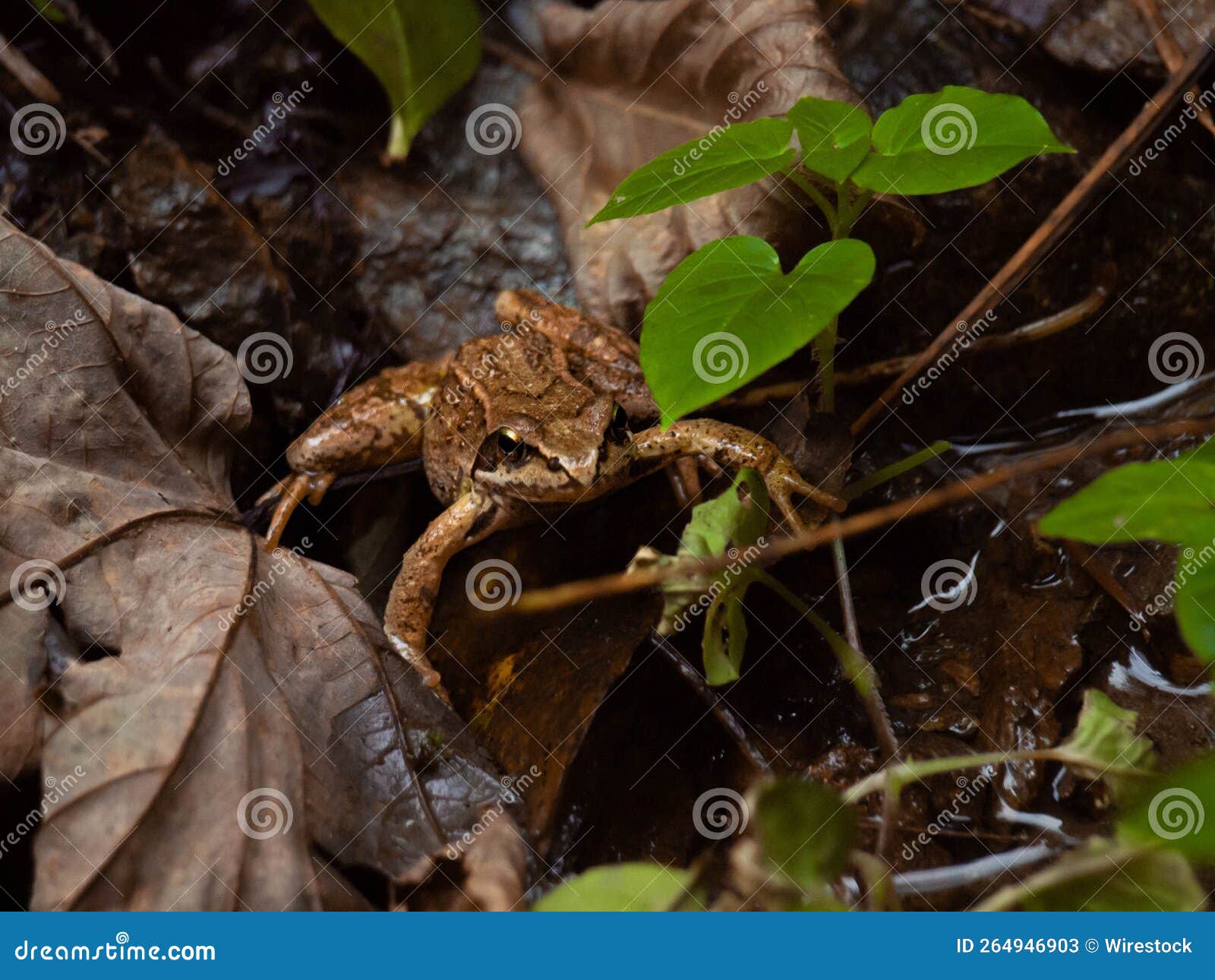 Toad in the Woods Walking Over a Tiny River Stock Image - Image of ...