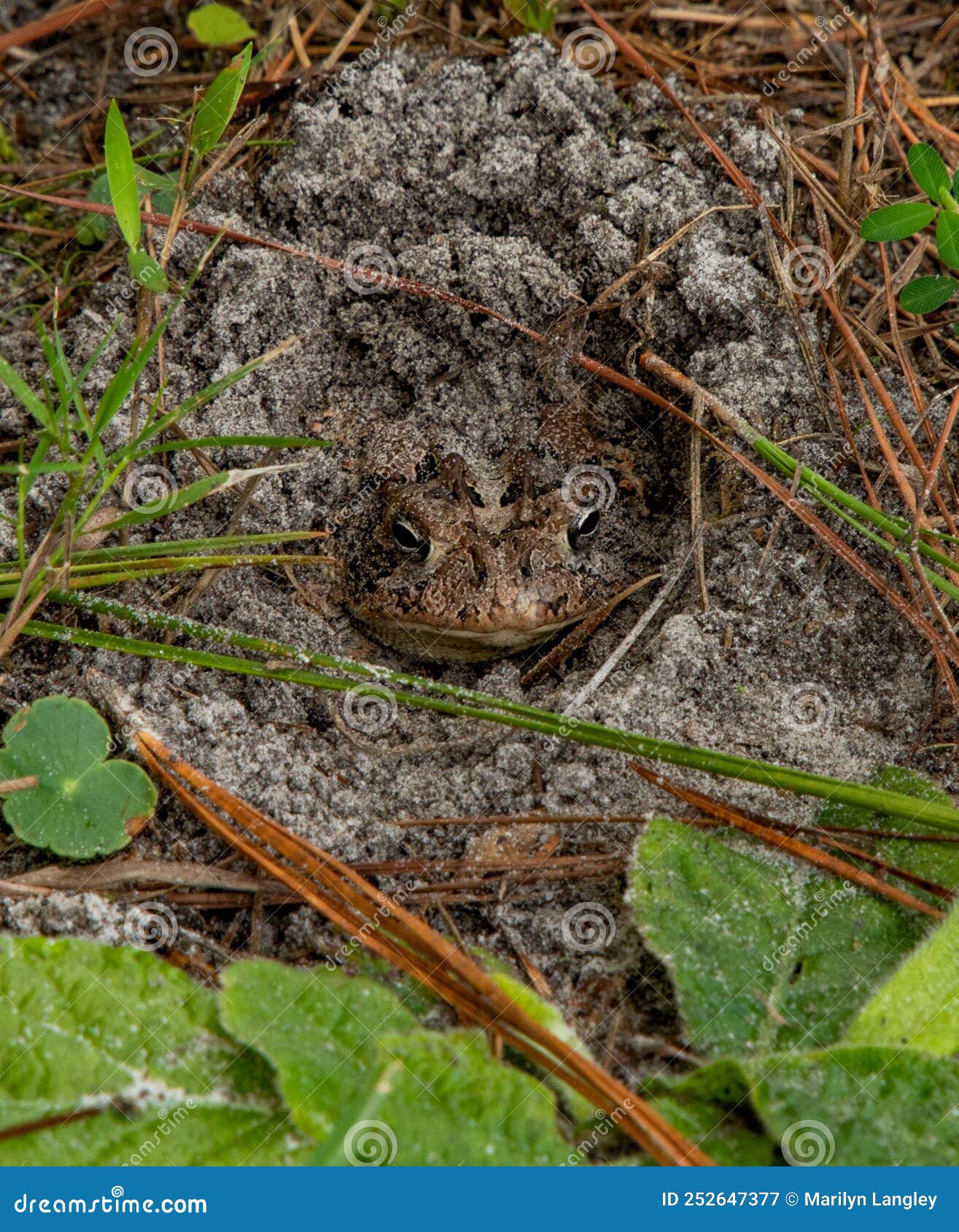 "Toadally Hidden" Toad Hidden in Sand Stock Image - Image of flower, toadally: 252647377