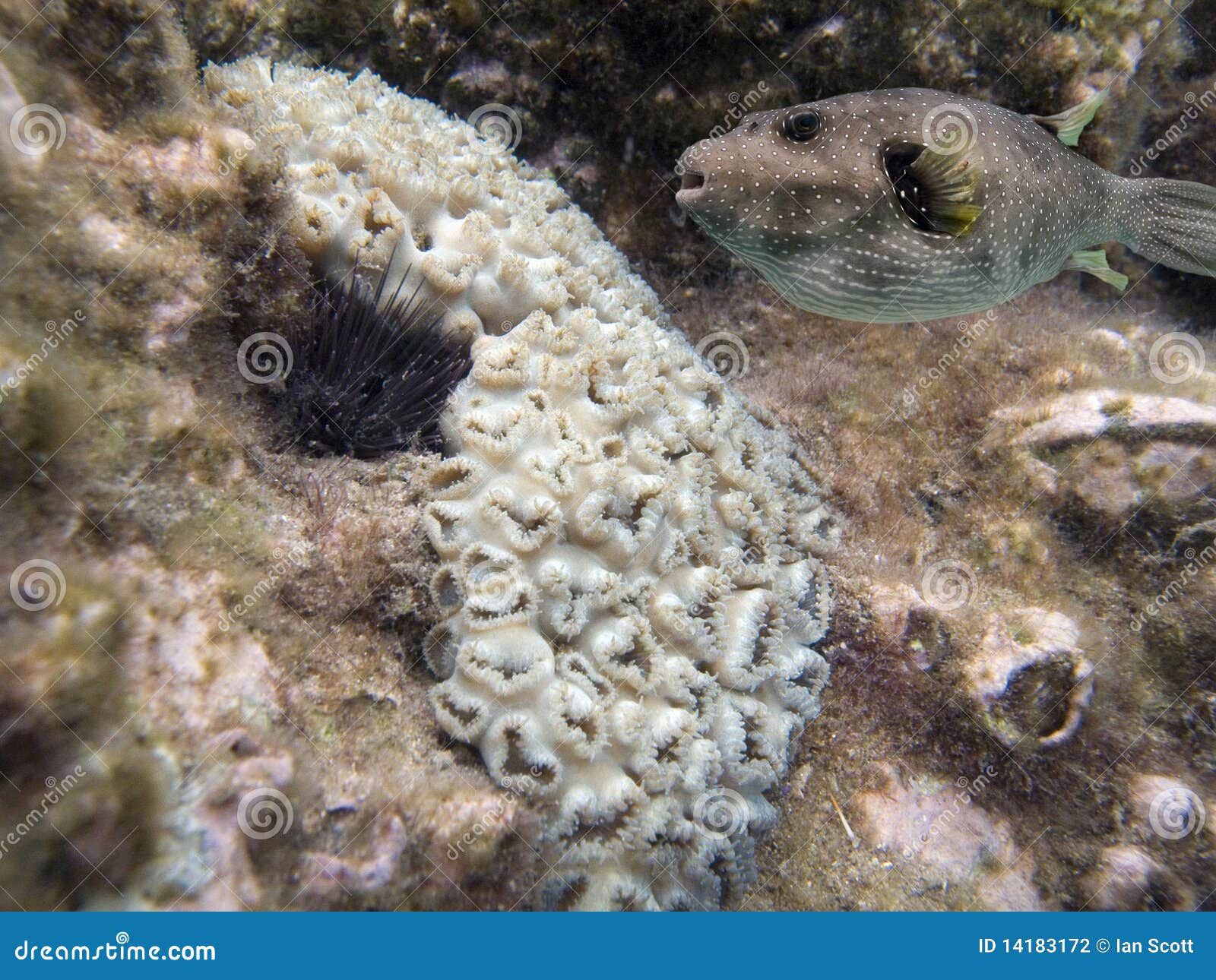 Toadfish stock photo. Image of queensland, coral, boxfish - 14183172