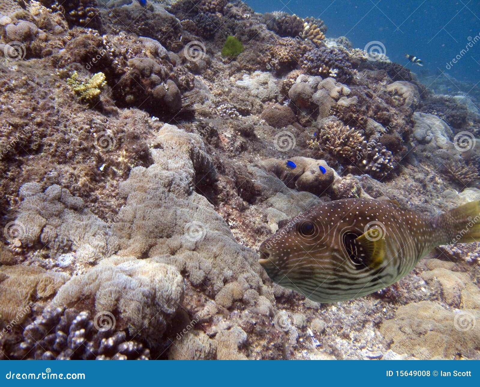 Toadfish stock photo. Image of tropical, toadfish, water - 15649008