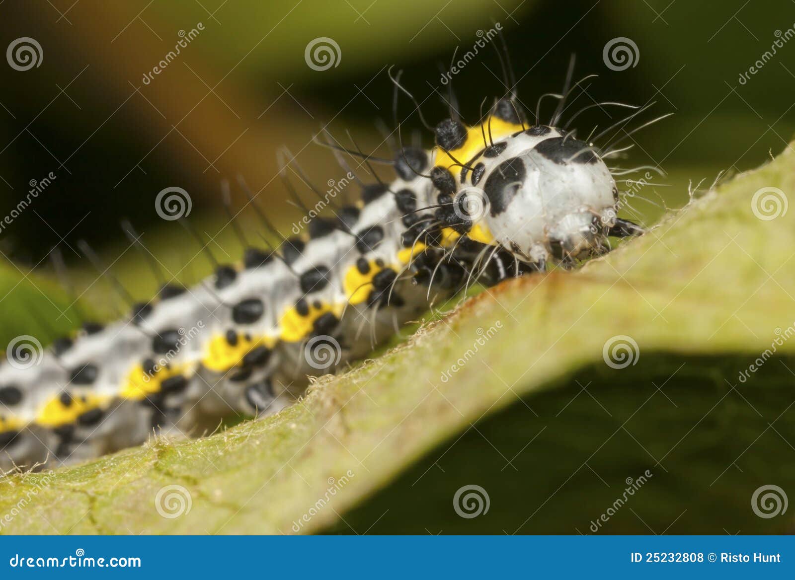 Toadflax (Brocade) Moth stock photo. Image of hairy, natural - 25232808