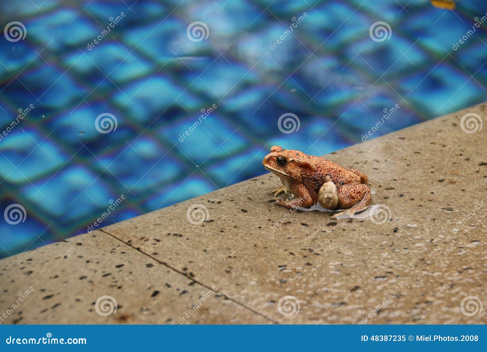 Toadie stock image. Image of mosaic, back, melanostictus - 48387235