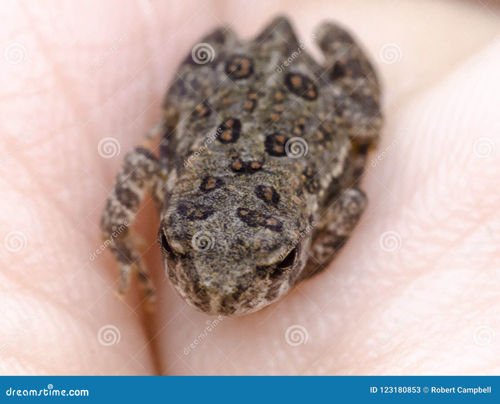 Toadlet with Short Tail Stub Closeup Stock Image - Image of macro ...