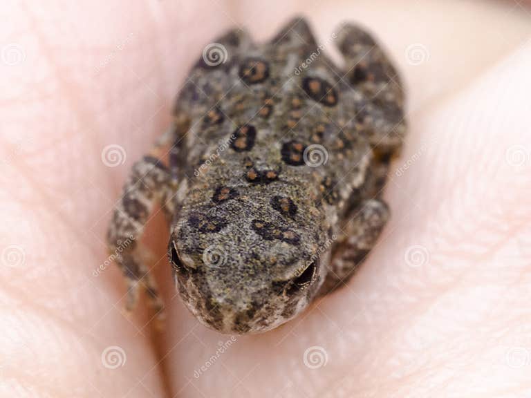Toadlet with Short Tail Stub Closeup Stock Image - Image of macro ...